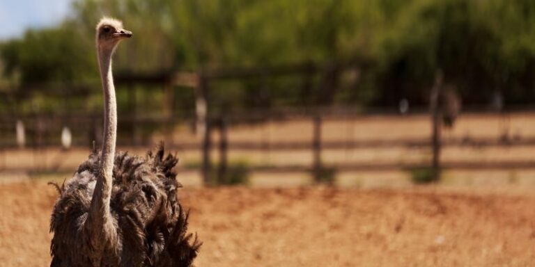 Texas Farm Animals Liability Act | Silberman Law Firm, PLLC